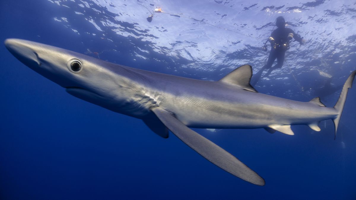 English - Actividades con tiburones en el cantábrico