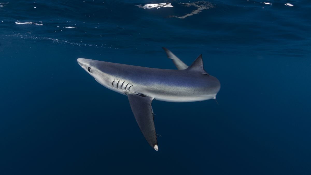 English - Actividades con tiburones en el cantábrico