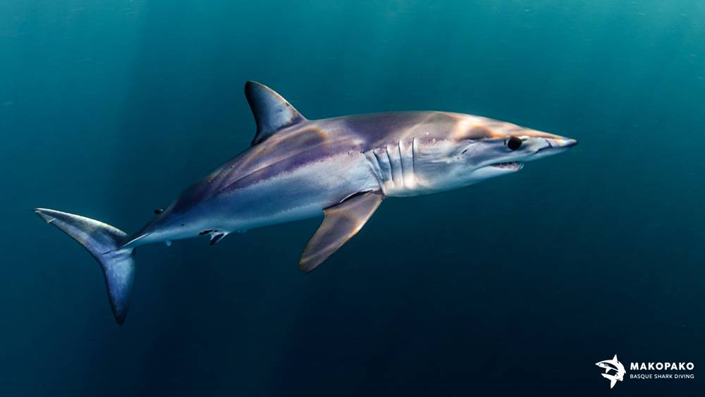 Home - Actividades con tiburones en el cantábrico con Makopako